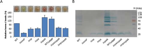 Camp Influences Quantities Of Cytochromes C A Camp Influences Heme C Download Scientific