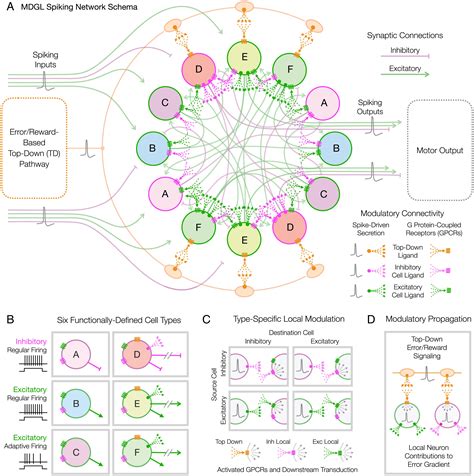 cell type specific neuromodulation guides synaptic credit assignment in