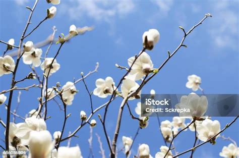 태양 빛 아래 목련 꽃의 소프트 포커스 이미지입니다 봄 시즌 배경 0명에 대한 스톡 사진 및 기타 이미지 0명 계절 꽃 나무 Istock