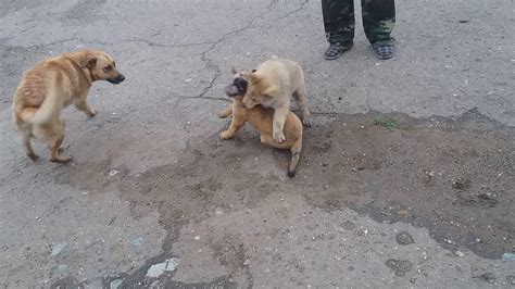 Вместе с мамашей Youtube