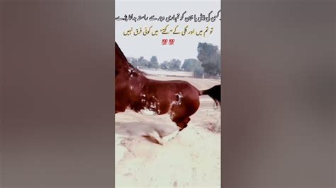 اگر کسی کی بیٹی یا بہن کو تمہاری وجہ سے راستہ بدلنا پڑے تو تم میں اور