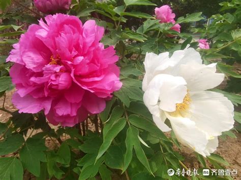 牡丹花开时 校园春潮涌 朱明 牡丹花 春潮