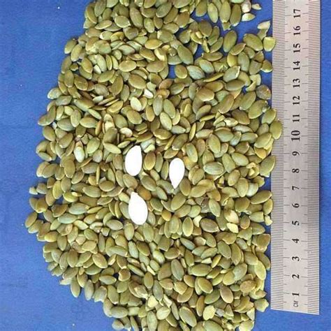 西葫芦种子 西葫芦籽 伤感说说吧