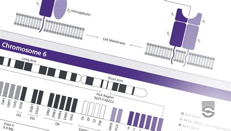 Wallchart Hla Complex