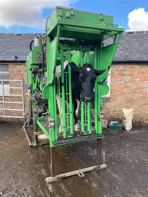 Our Cows Are Having Their Feet Trimmed Hooks Farm Dairy Facebook