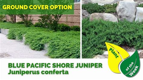 Blue Pacific Shore Juniper Juniperus Conferta Lawn Alternative Youtube