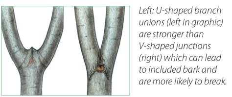 Pruning Practices For Healthy Trees Trees Forever