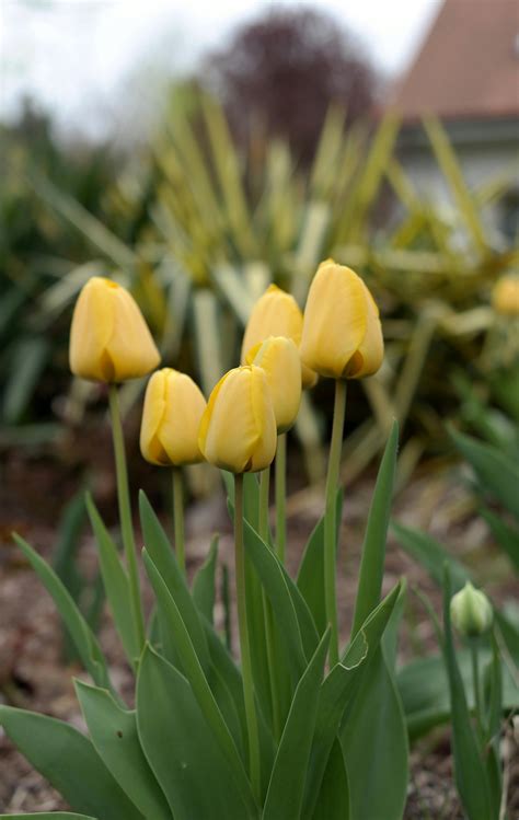 계절 꽃 관상용 식물 꽃 가게 꽃 장식 꽃꽂이 꽃다발 꽃잎 노란 튤립 마이애미 꽃 미국 플로라 봄 봄 꽃 봄 장식 생화 선명한 색상 섬세한 꽃