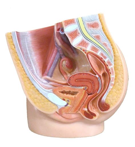 Female Diagram Quizlet
