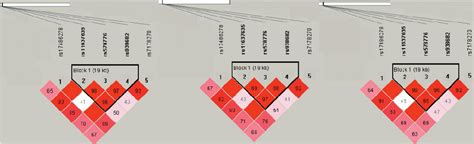 Haplotype Structure Of All Markers Download Scientific Diagram