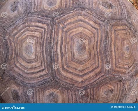 Turtle Shell Stock Photo Image Of Nature Wallpaper 85024728