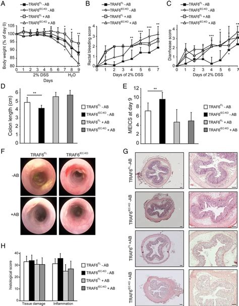 Excessive Dextran Sodium Sulfate Dss Induced Acute Colitis In Download Scientific Diagram