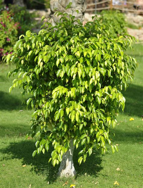 50 Weeping Fig Ficus Benjamina Benjamin Indian Rubber Tree Houseplant