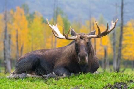 Alaska Wildlife Conservation Center Portage Alaska Org