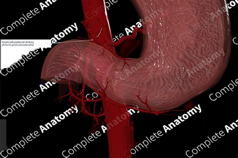 Gastroduodenal Artery Complete Anatomy