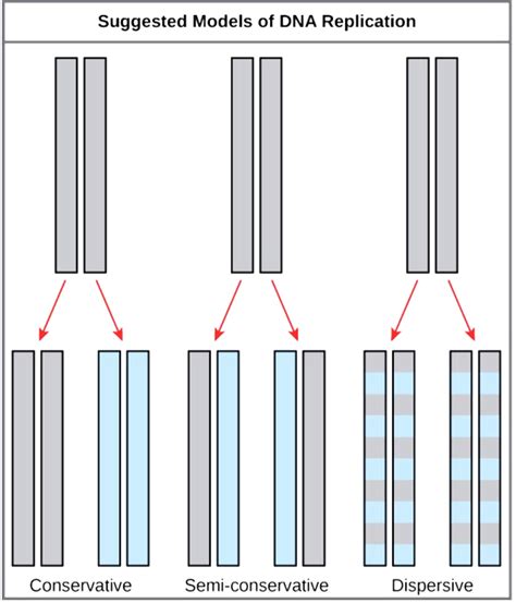 Why Is Dna Replication Said To Be Semi Conservative