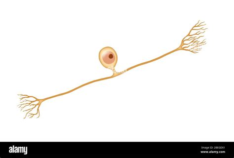 Pseudounipolar Neuron Cut Out Stock Images Pictures Alamy
