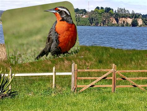 Cabañas Loica Lloica O Milico Leistes Loyca Una Especie De Ave
