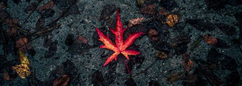 How To Use Uuids Instead Of Numeric Ids In Laravel 6 Lukehebb