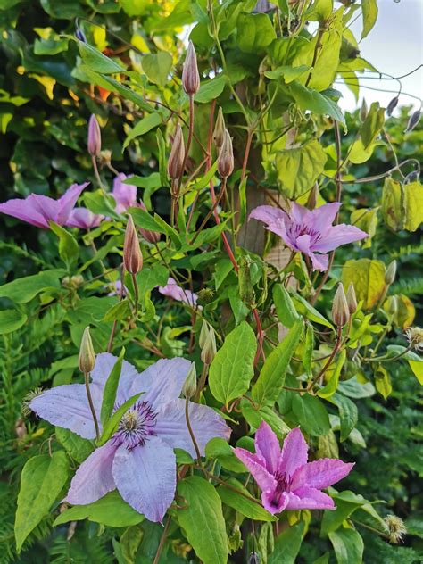 De Tuin Van Siem Van Langen Top In De Kop