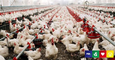 Deadliest Avian Flu Outbreak In Us History Kills Over 52 Million Birds