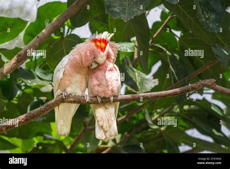 A Mated Pair Of Major Mitchell Or Pink Cockatoos Are Perched On A Limb