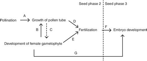 Schematic Of The Relationships Between The Key Processes During The Download Scientific Diagram