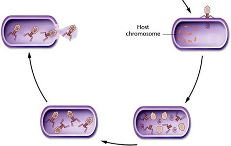 Lytic Cycle Viral Replication Flashcards Quizlet