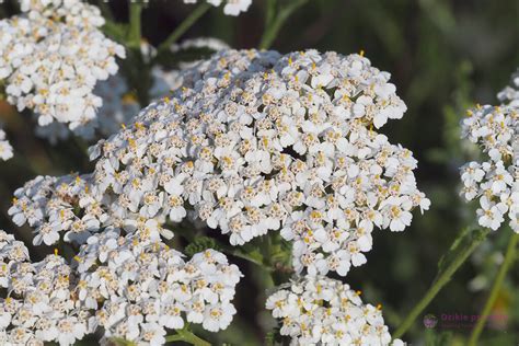 Krwawnik Pospolity Achillea Millefolium L Dzicy Zapylacze