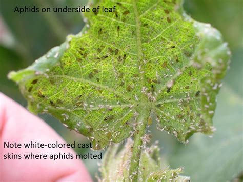 Powdery Mildew And Aphids At Susan Villanueva Blog