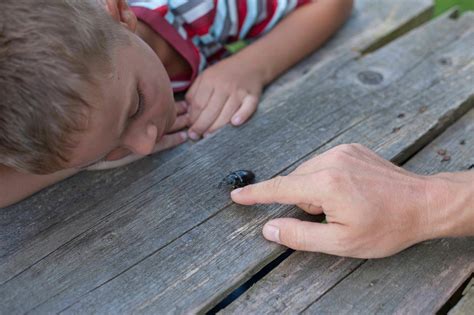 coleoptera 가족 개발 곤충 공부하는 관찰하는 교육 궁금해하다 나무 놀이 돌봄 딱정벌레 만지다