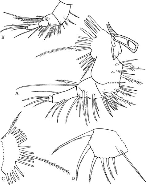 Deeveya Spiralis A 2 Instar Sex Unknown Usnm 1111773 A Right Fifth Download Scientific