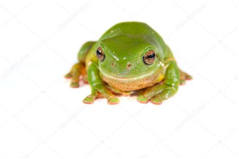 Green Tree Frog On White Stock Photo By Clearviewstock