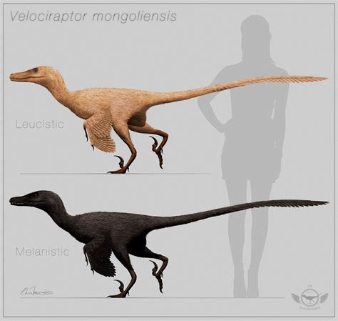 Velociraptor Size Chart