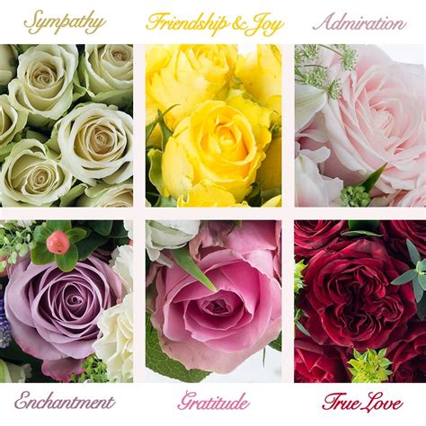 The Meaning Of Roses By Colour Appleyard Blog