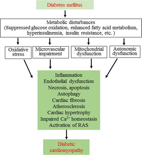 Pathogenesis Of Diabetic Cardiomyopathy In Diabetes Mellitus Download Scientific Diagram