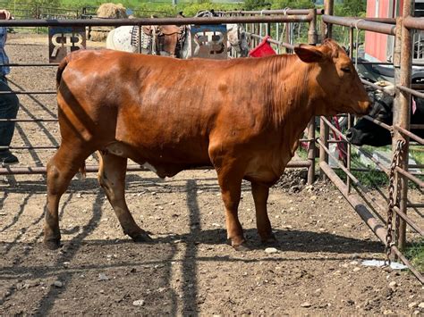 Beef Archives Ribear Cattle Co