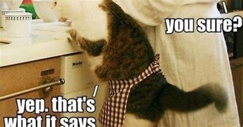 Catnip Album On Imgur