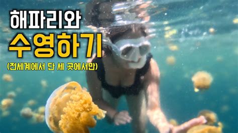 전세계 딱 세 곳에서만 가능한 해파리와 수영하기 [🇸🇽필리핀 6 ] Youtube