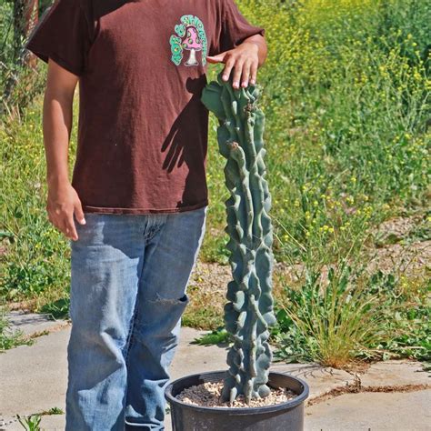 Monstrose Apple Cactus Cereus Peruvianus Monstrose 20 Gal How To
