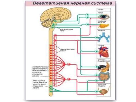 Вегетативная нервная система Лекция №27 презентация онлайн