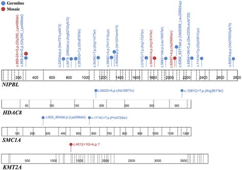 The Spectrum Of The Pathogenic Or Likely Pathogenic Variants Identified Download Scientific