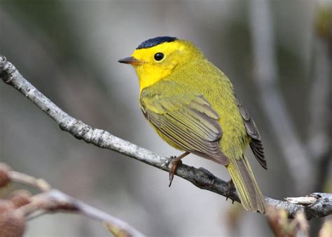 Warblers — Home
