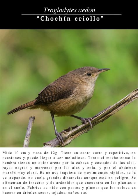 Troglodytes Aedon C H