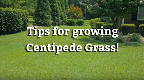 Growing Centipede Grass Warm Season Turf Tips Youtube