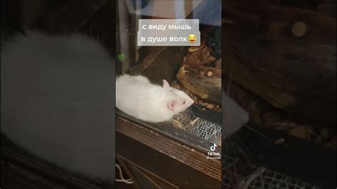 С виду мышь в душе волк 🐺🐺🐺 Youtube