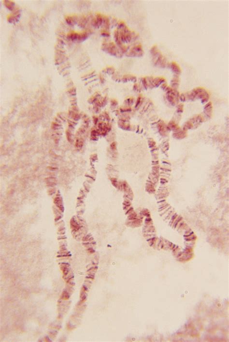 What Genotype Are Women