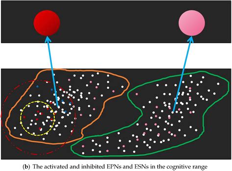 Applying The Properties Of Neurons In Machine Learning A Brain Like Neural Model With