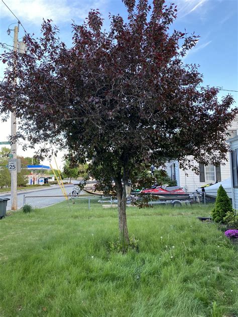 Girdling R Arborists