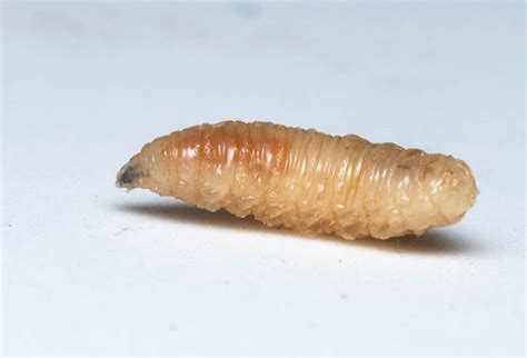 Id Help Please Bugguide Net